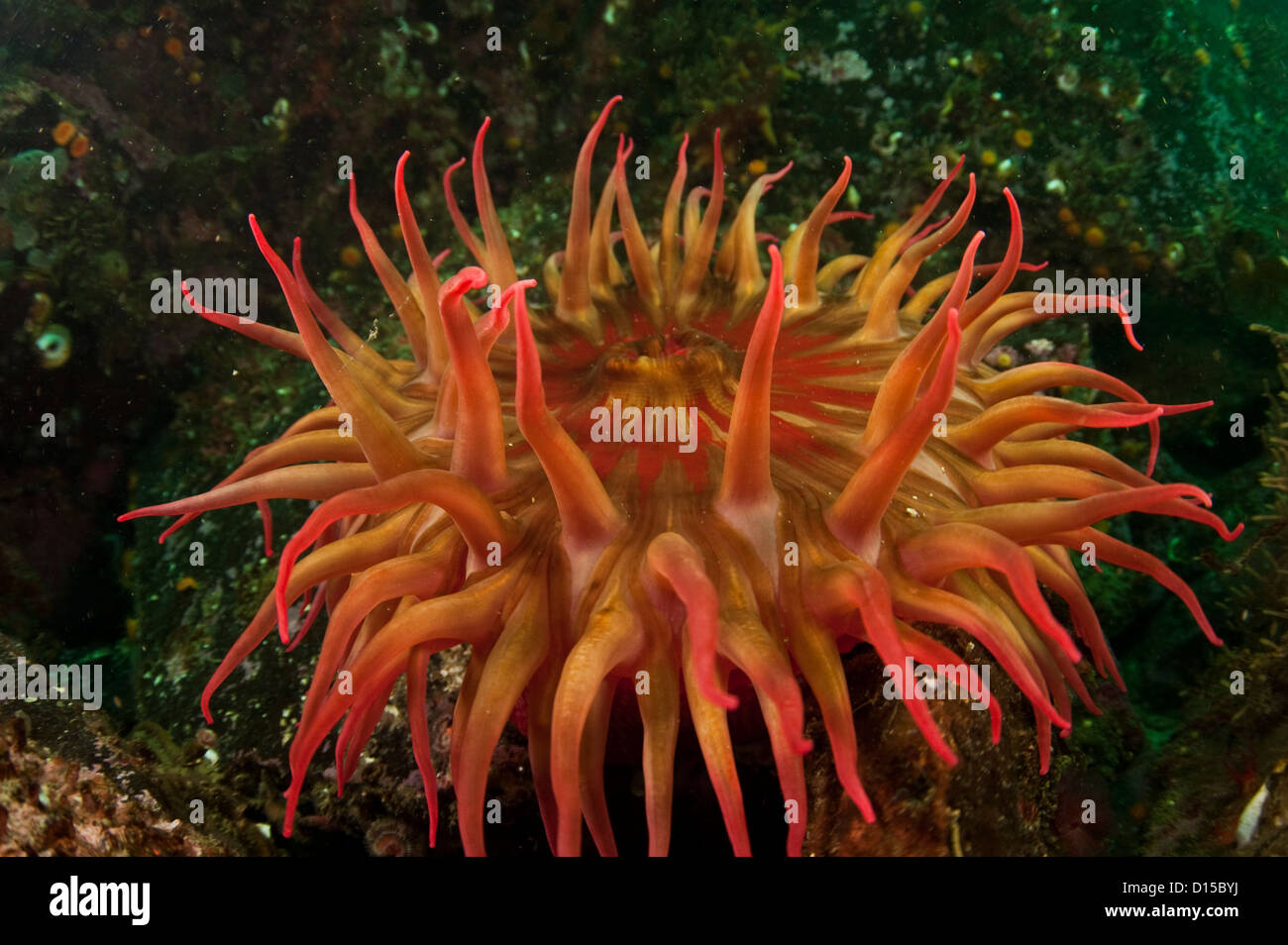 The Fish-Eating Anemone, Urticina piscivora, is a common anemone ...