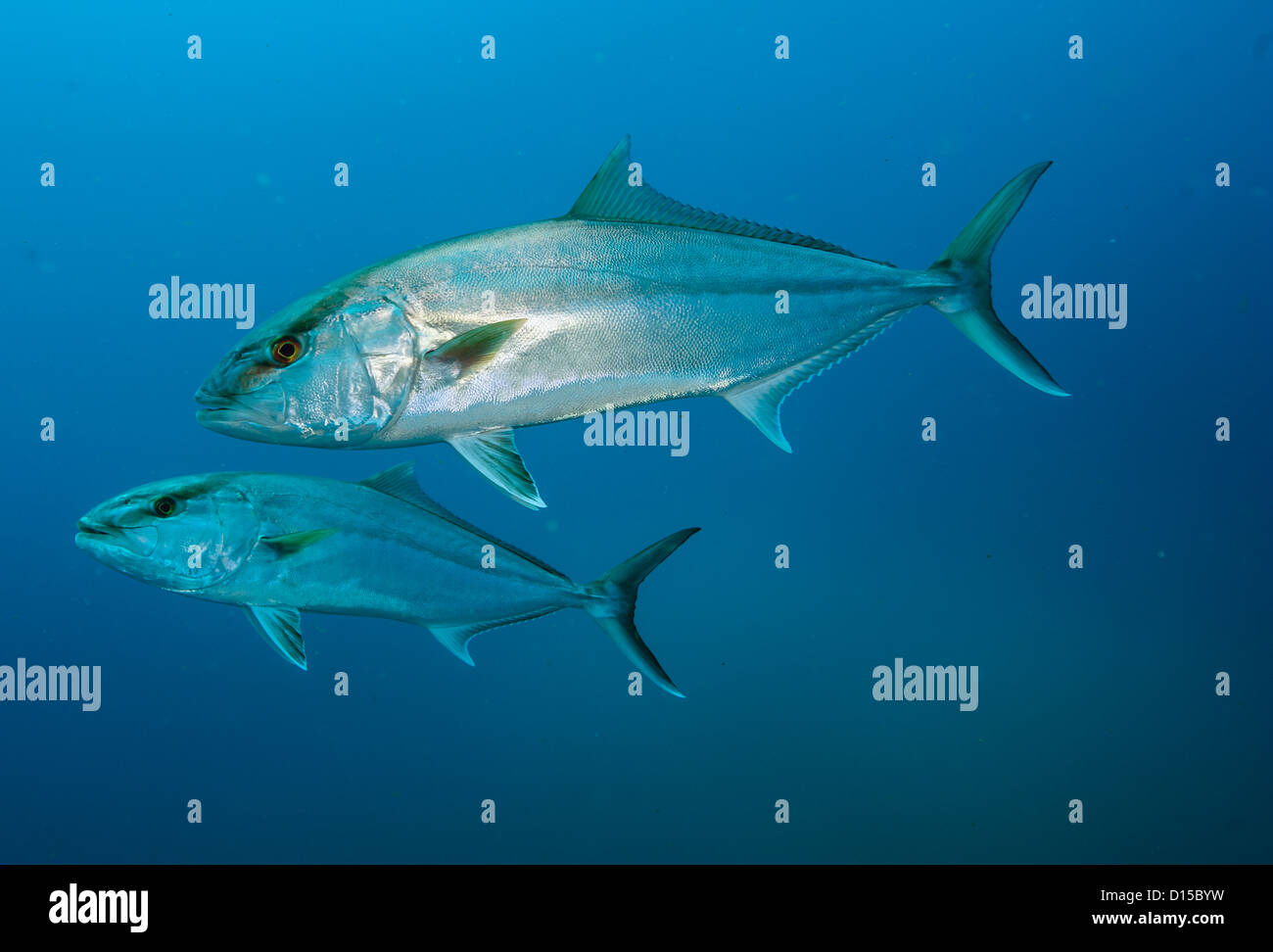 Great Amberjack, Seriola dumerili, school near the Atlas shipwreck ...