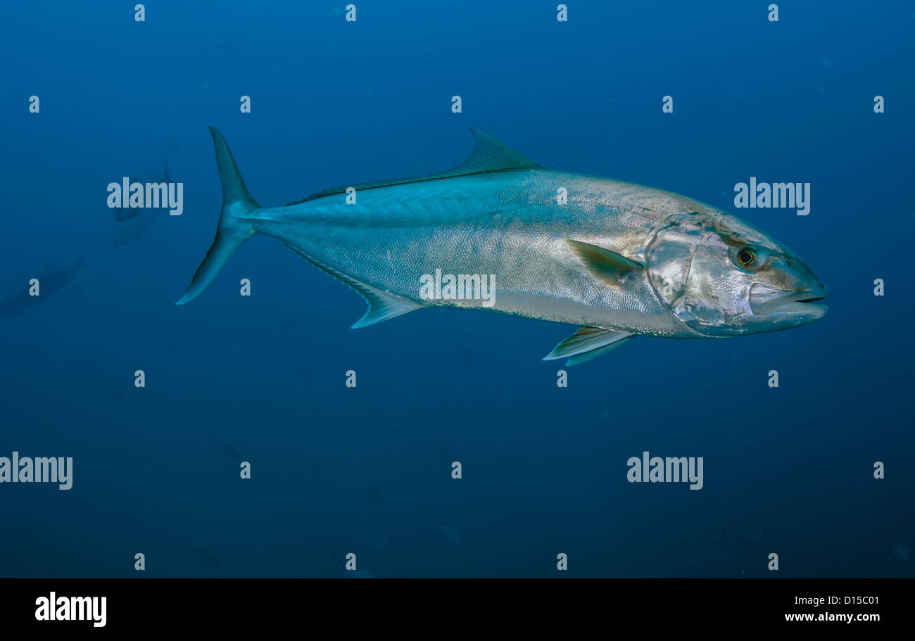 Atlas shipwreck hi-res stock photography and images - Alamy