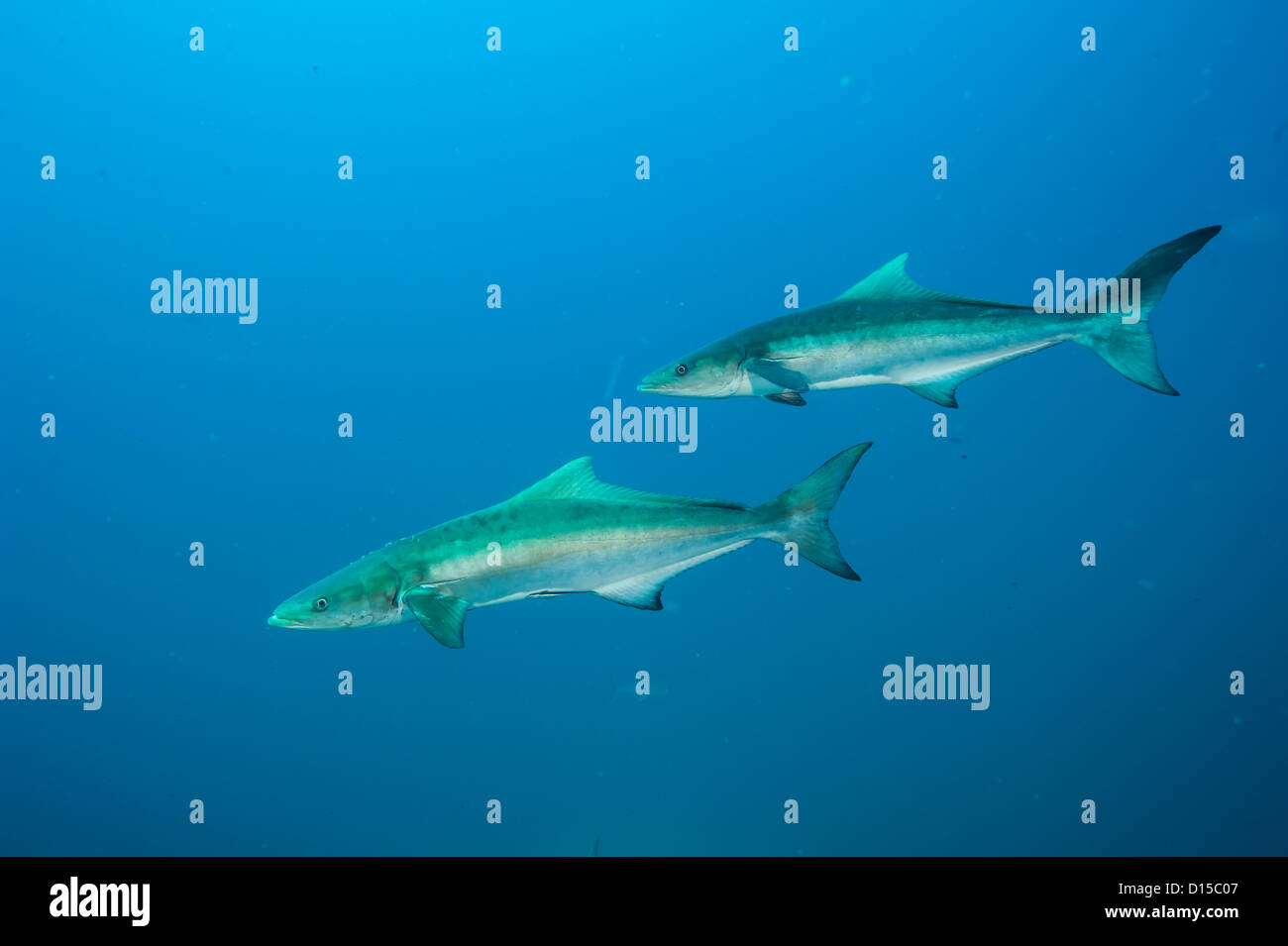 Cobia hi-res stock photography and images - Alamy