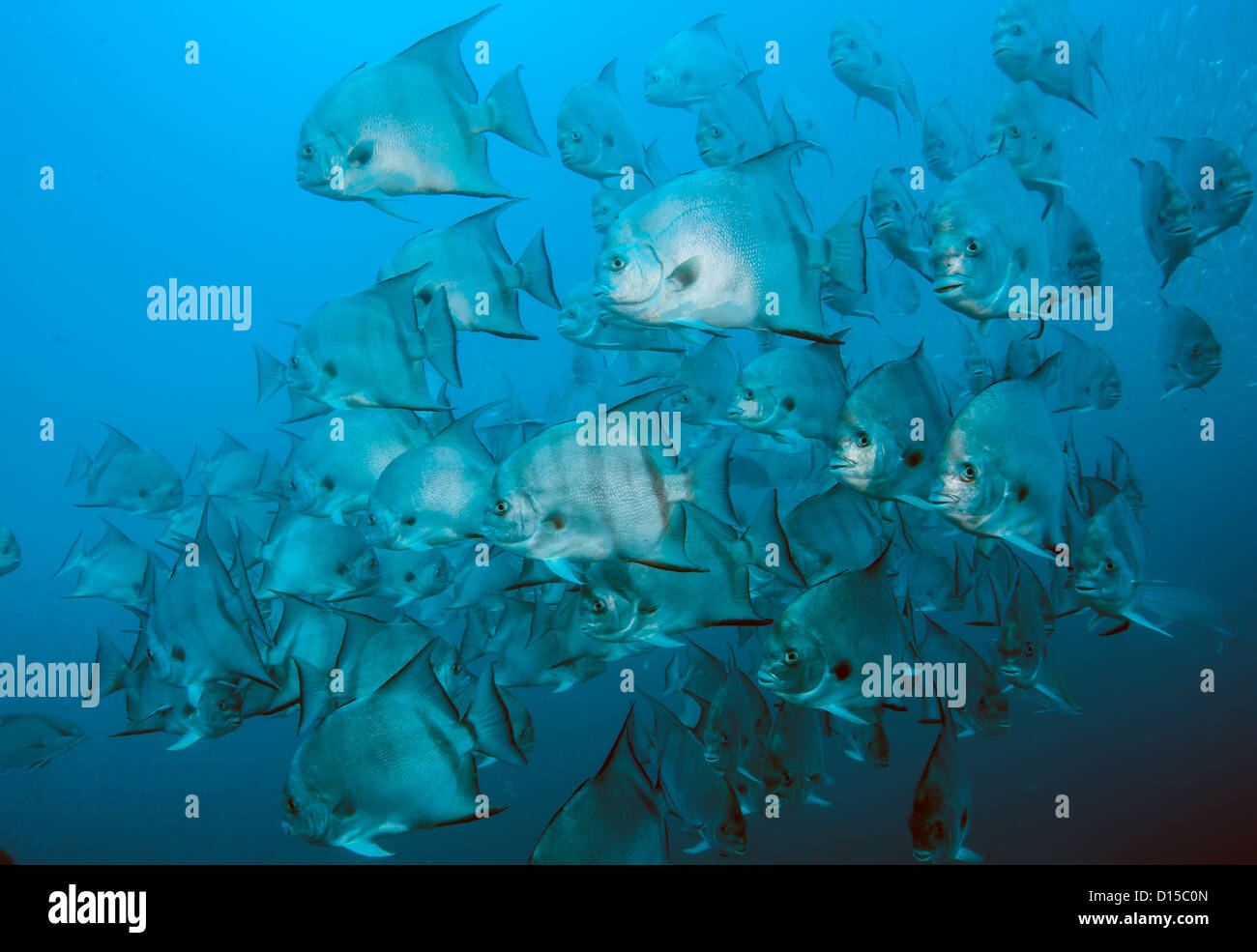 Atlantic Spadefish,Chaetodipterus faber, school over the Atlas ...