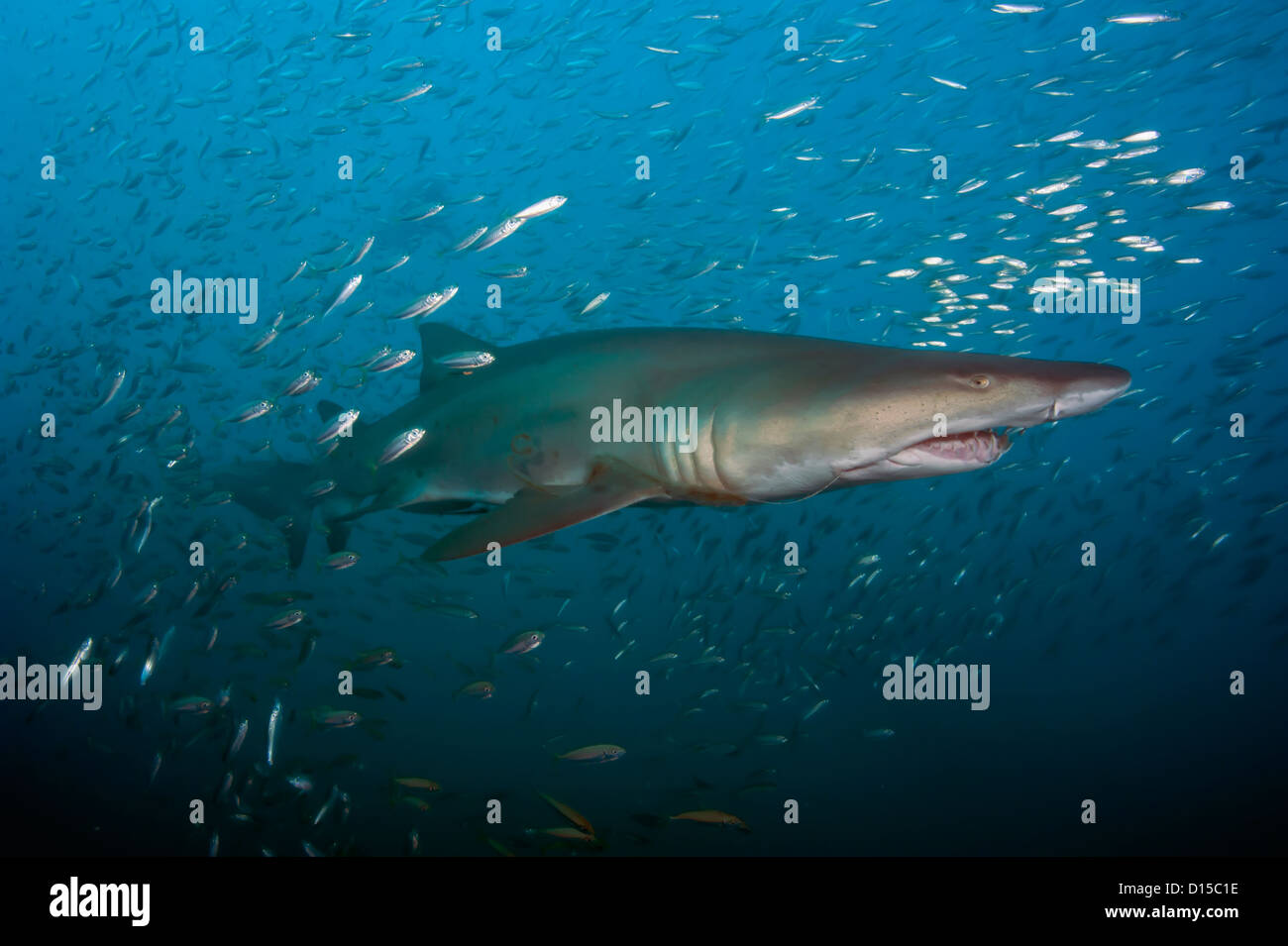 Graveyard of the atlantic hi-res stock photography and images - Alamy