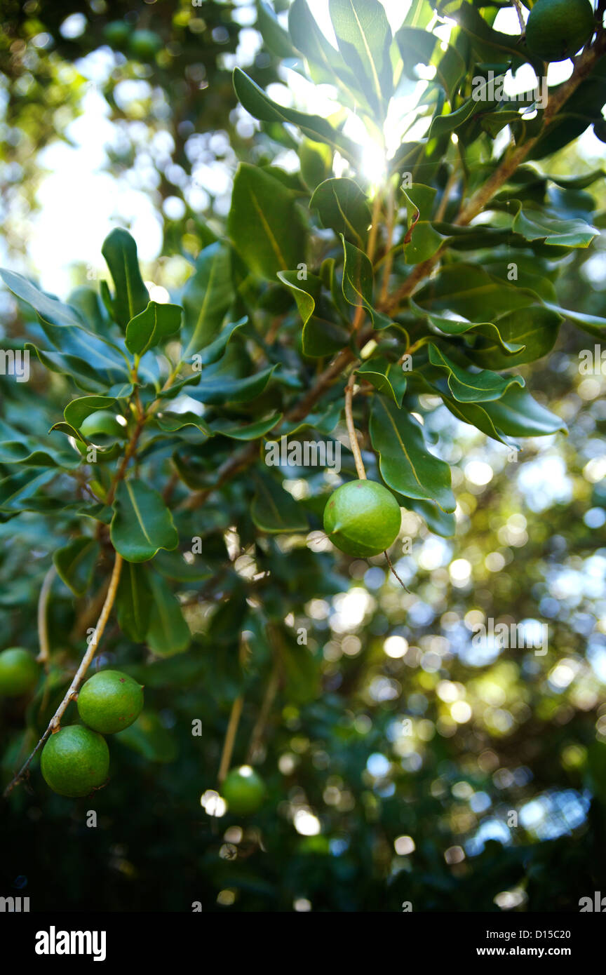 Hawaiian nut tree hi-res stock photography and images - Alamy
