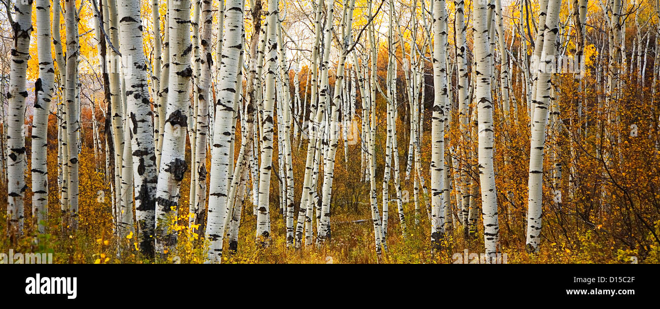 Colorado, Steamboat, Aspen Tree Trunks In Grove, Yellow Autumn Leaves ...