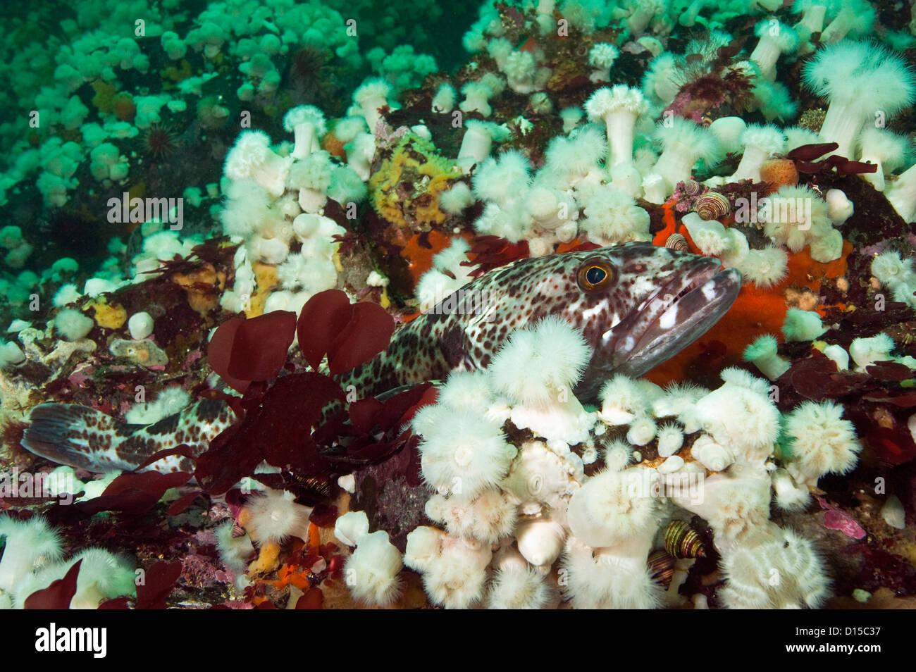 Lingcod Fish High Resolution Stock Photography and Images - Alamy