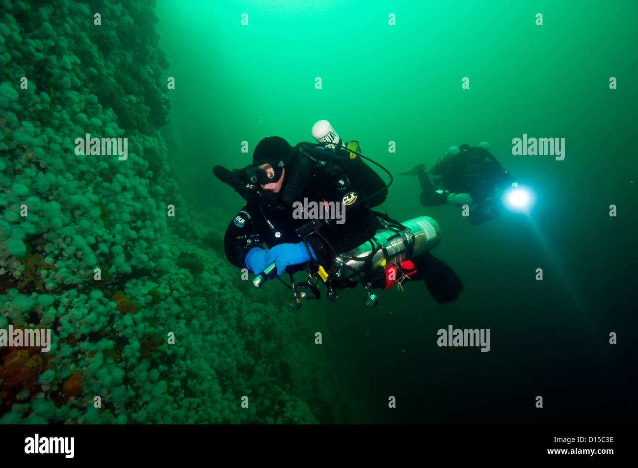 Scuba diver swims along the invertebrate encrusted walls of Browning ...