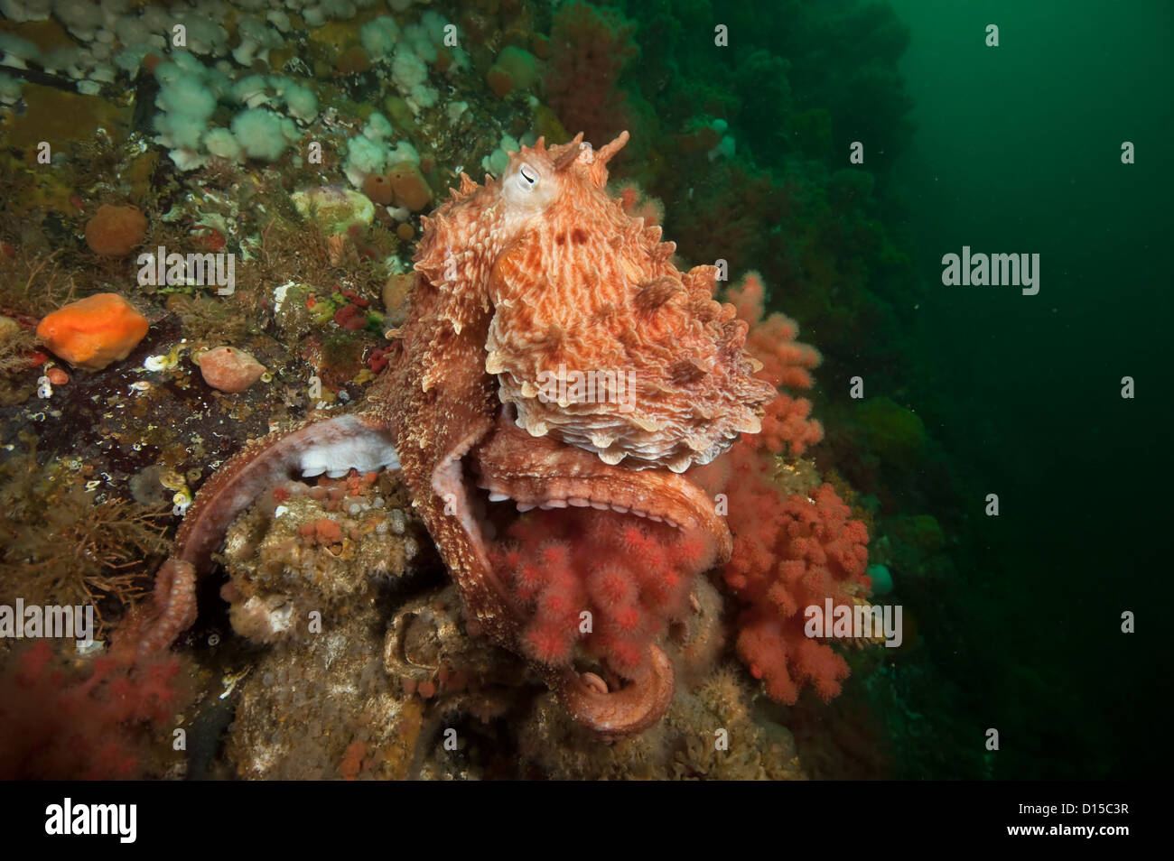 Giant Pacific Octopus, Enteroctopus dofleini, clings to corals on ...