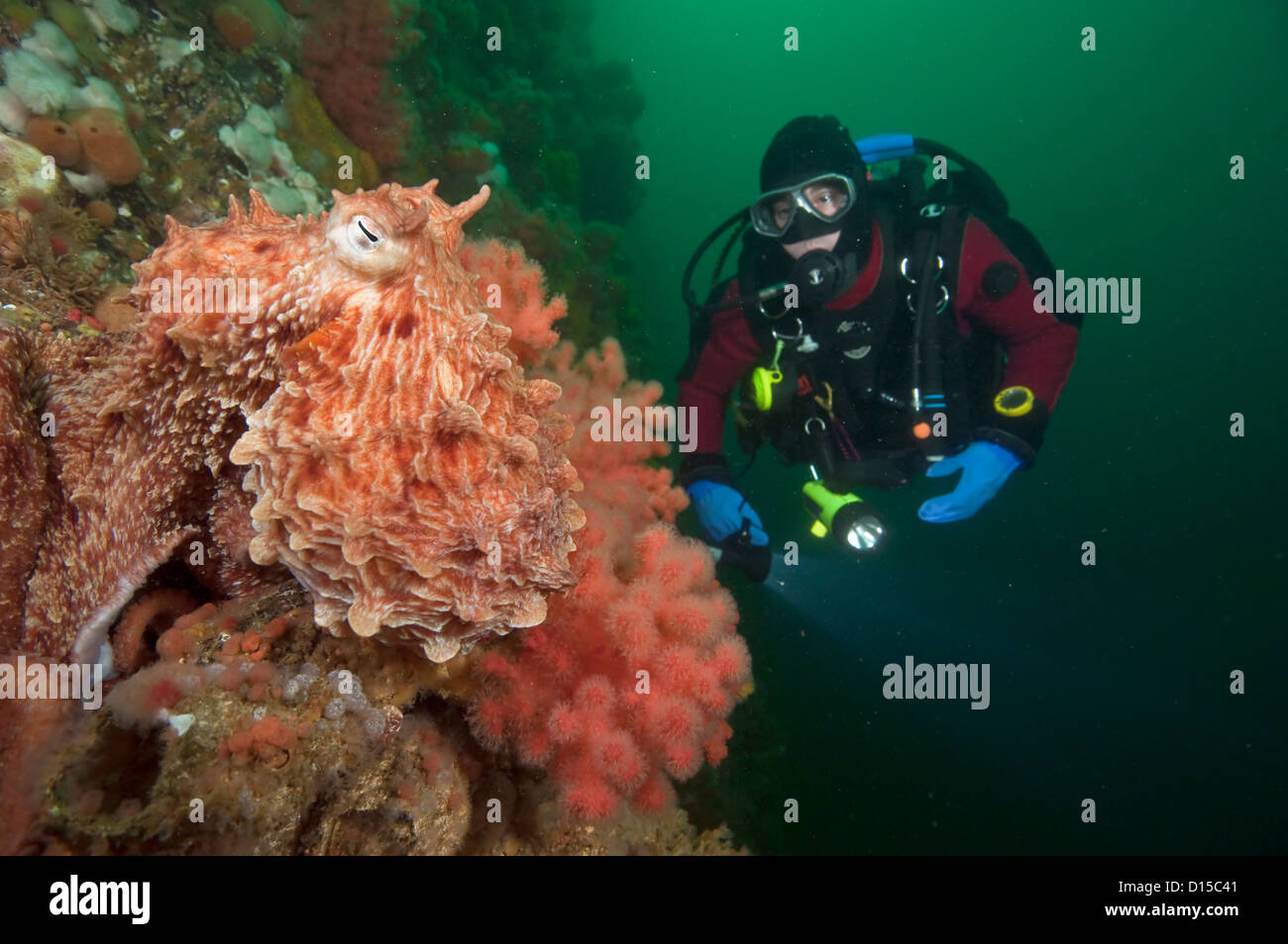 Giant pacific octopus hi-res stock photography and images - Alamy