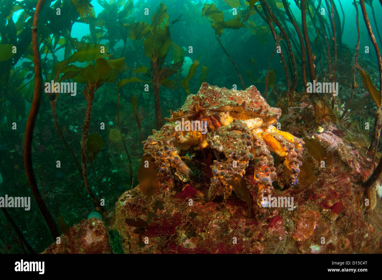 A Puget Sound King Crab, Lopholithodes mandtii, rests among the kelp in ...