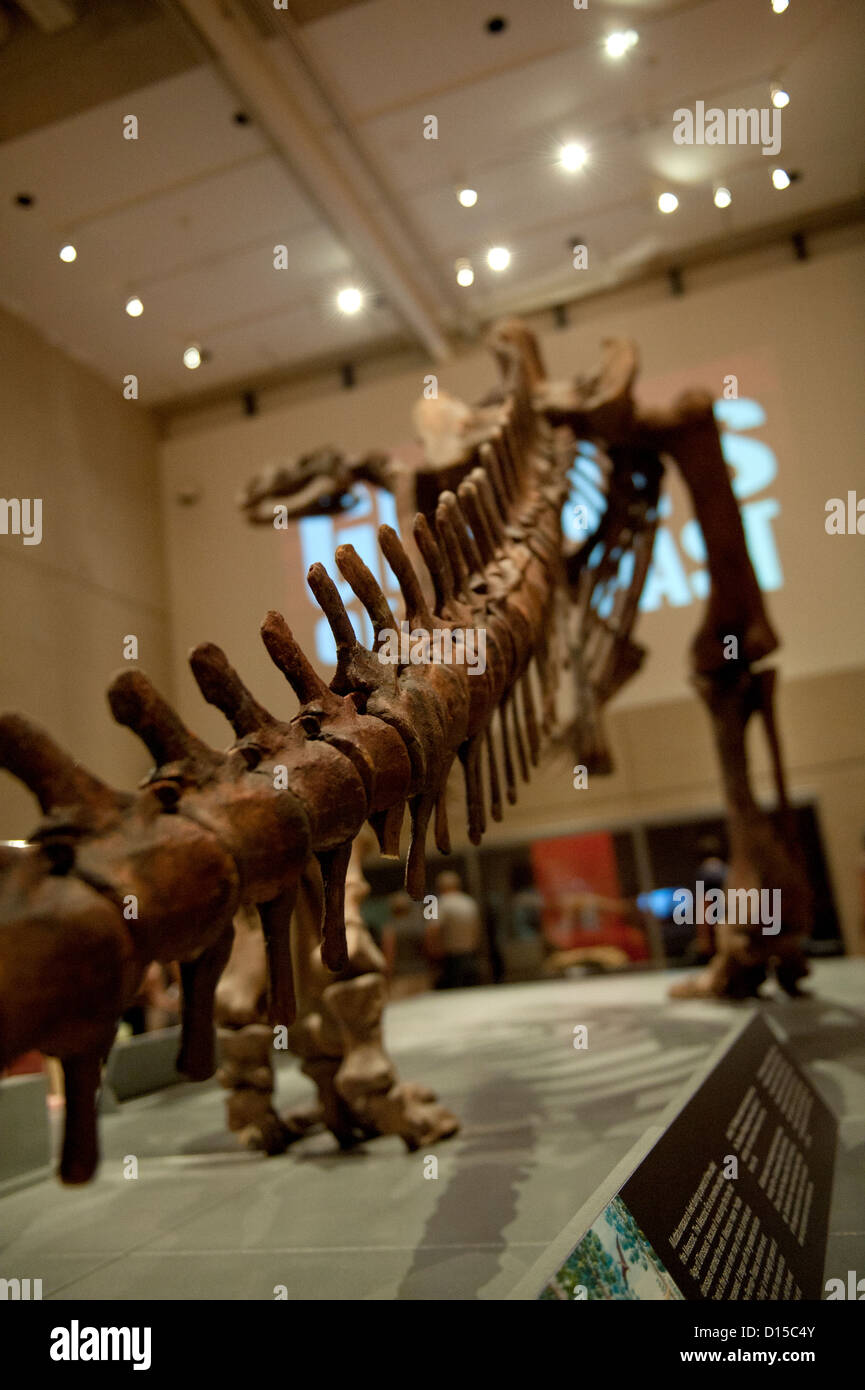 replica dinosaur skeleton in museum Stock Photo - Alamy