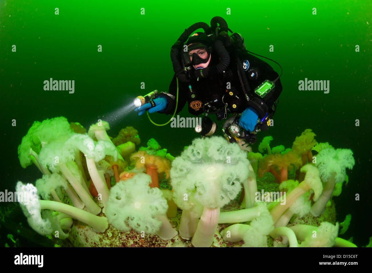 The wreck of the HMCS Saskatchewan is a popular destination for scuba ...