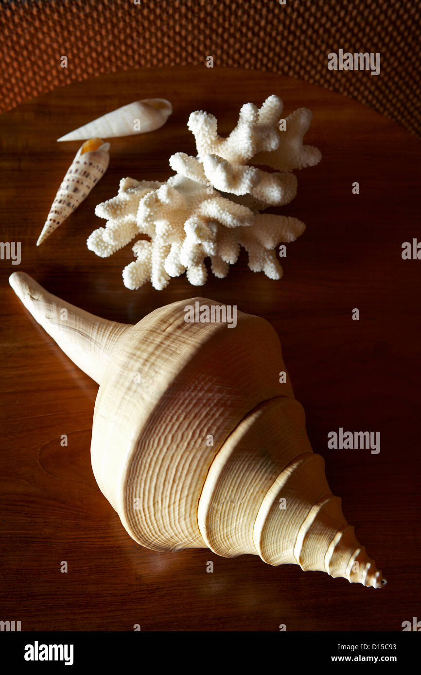 Oval shell hi-res stock photography and images - Alamy