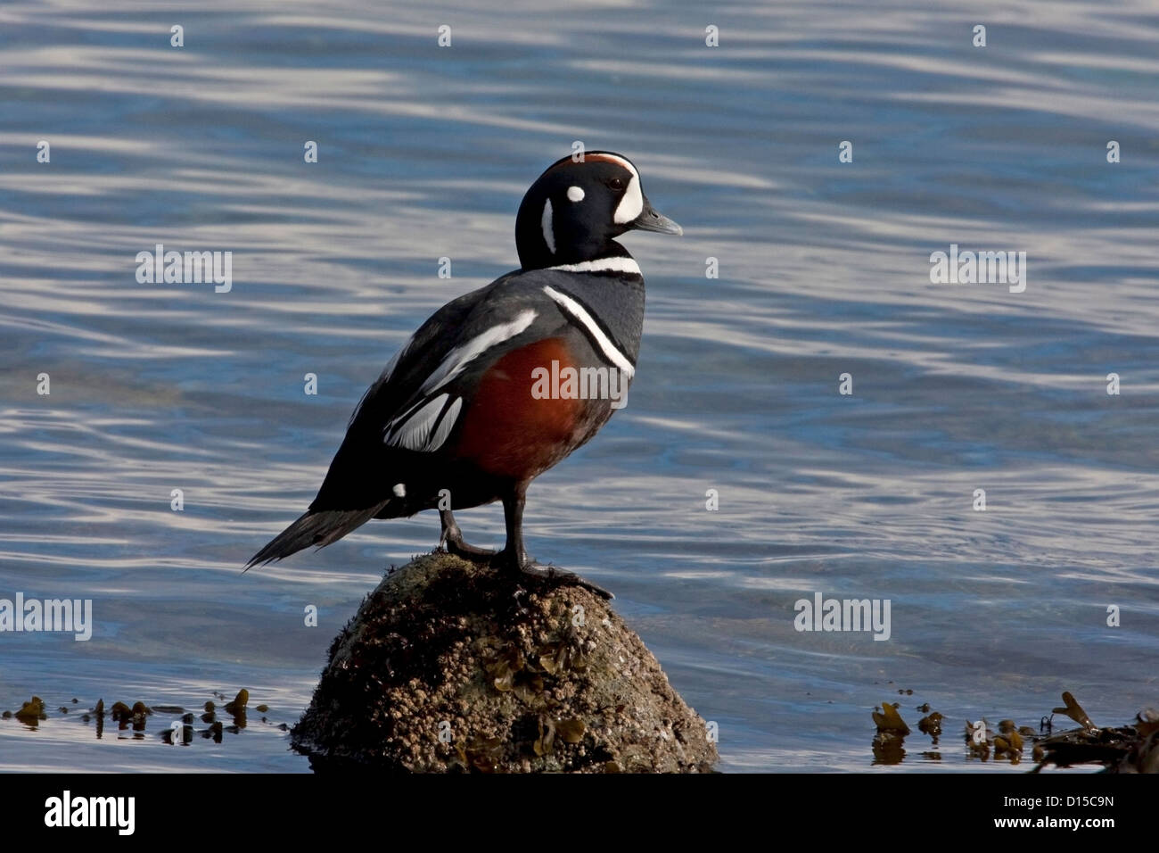 Harlequin Duck (Histrionicus histrionicus) male on rocks along ...