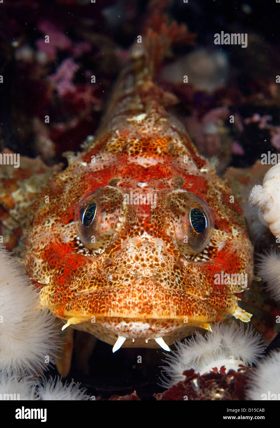 A Red Irish Lord, Hemilepidotus hemilepidotus, rests among a bed of ...