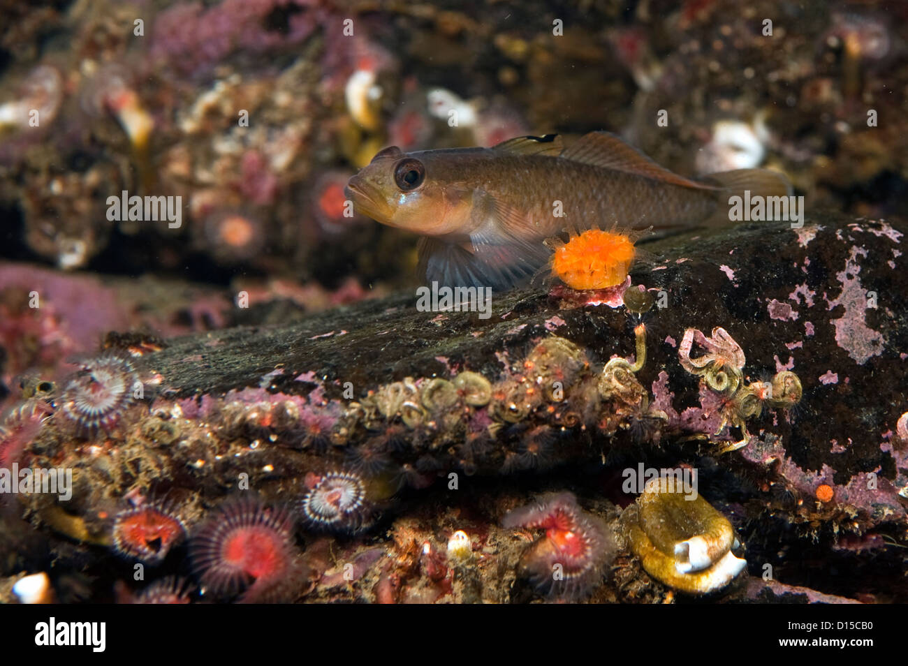 A Blackeyed Goby, Rhinogobiops nicholsii, rests on rocks near Port ...