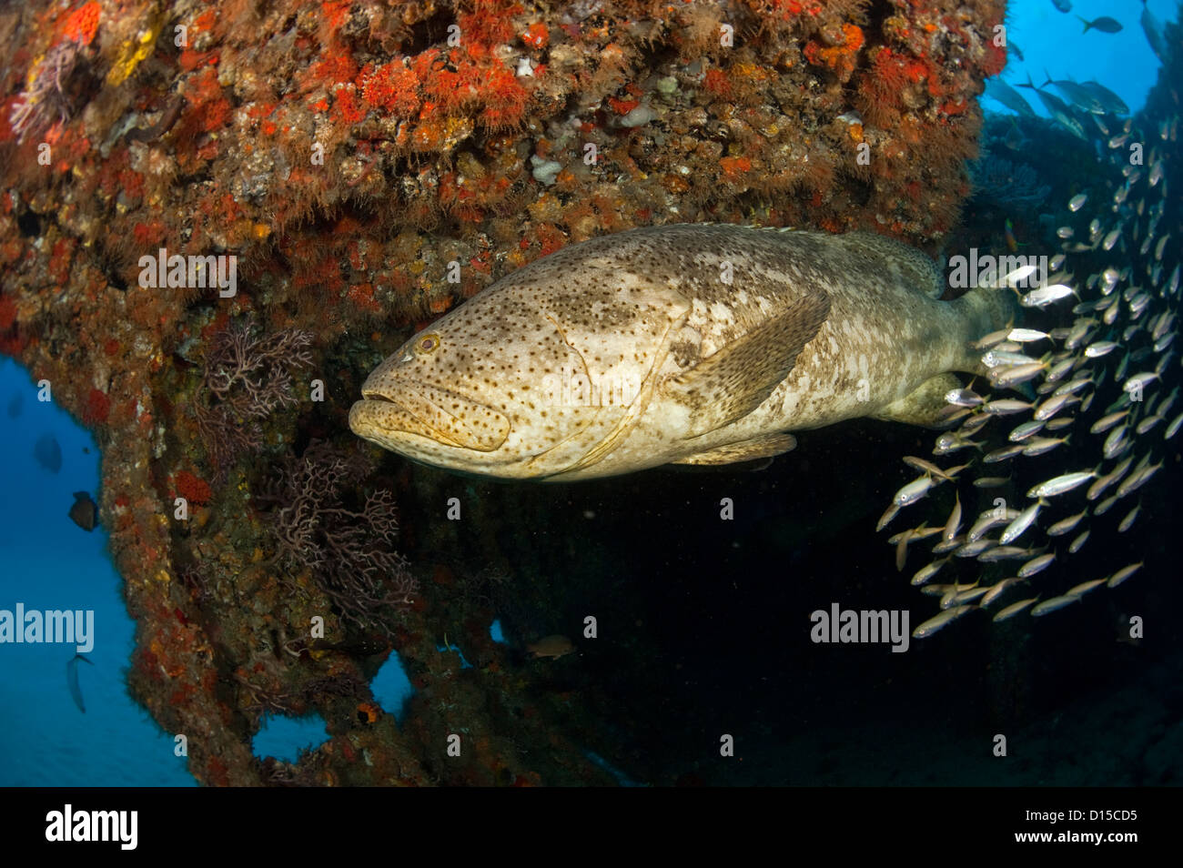 Endangered Goliath Grouper, Epinephelus itajara, in Palm Beach County ...
