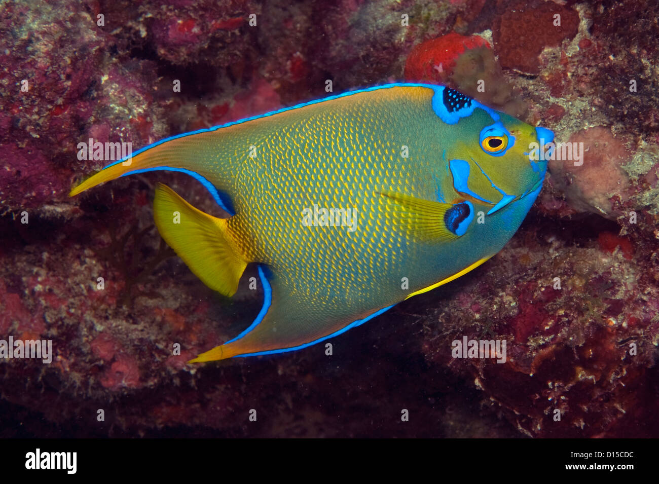 Queen Angelfish, Holacanthus ciliaris, photographed in the Breakers ...