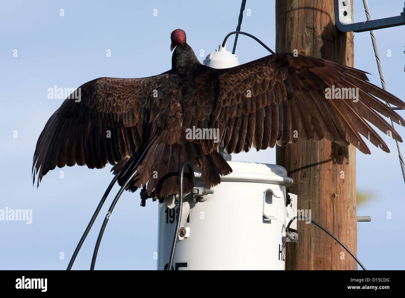 Turkey Vulture (Cathartes aura) perched on a power transformer with ...