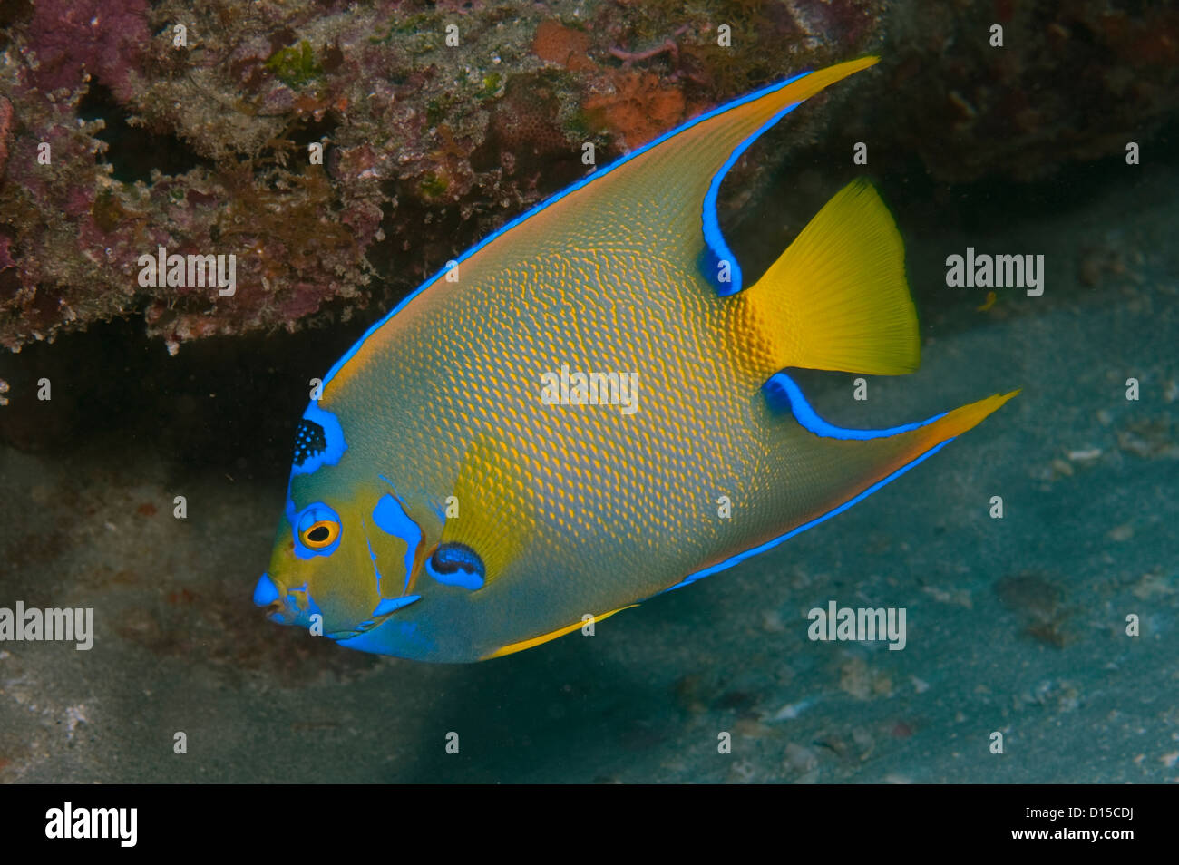Queen Angelfish, Holacanthus ciliaris, photographed in the Breakers ...