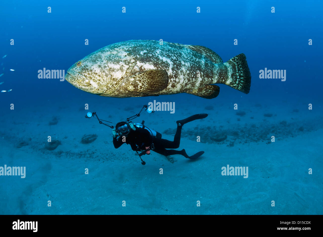 Scuba diver and Goliath Grouper, Epinephelus itajara, swim side by side ...