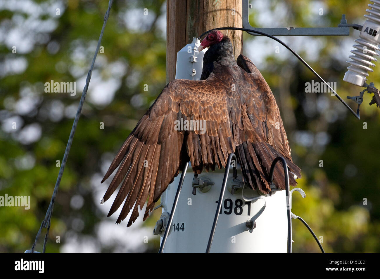 Turkey Vulture (Cathartes aura) perched on a power transformer with ...