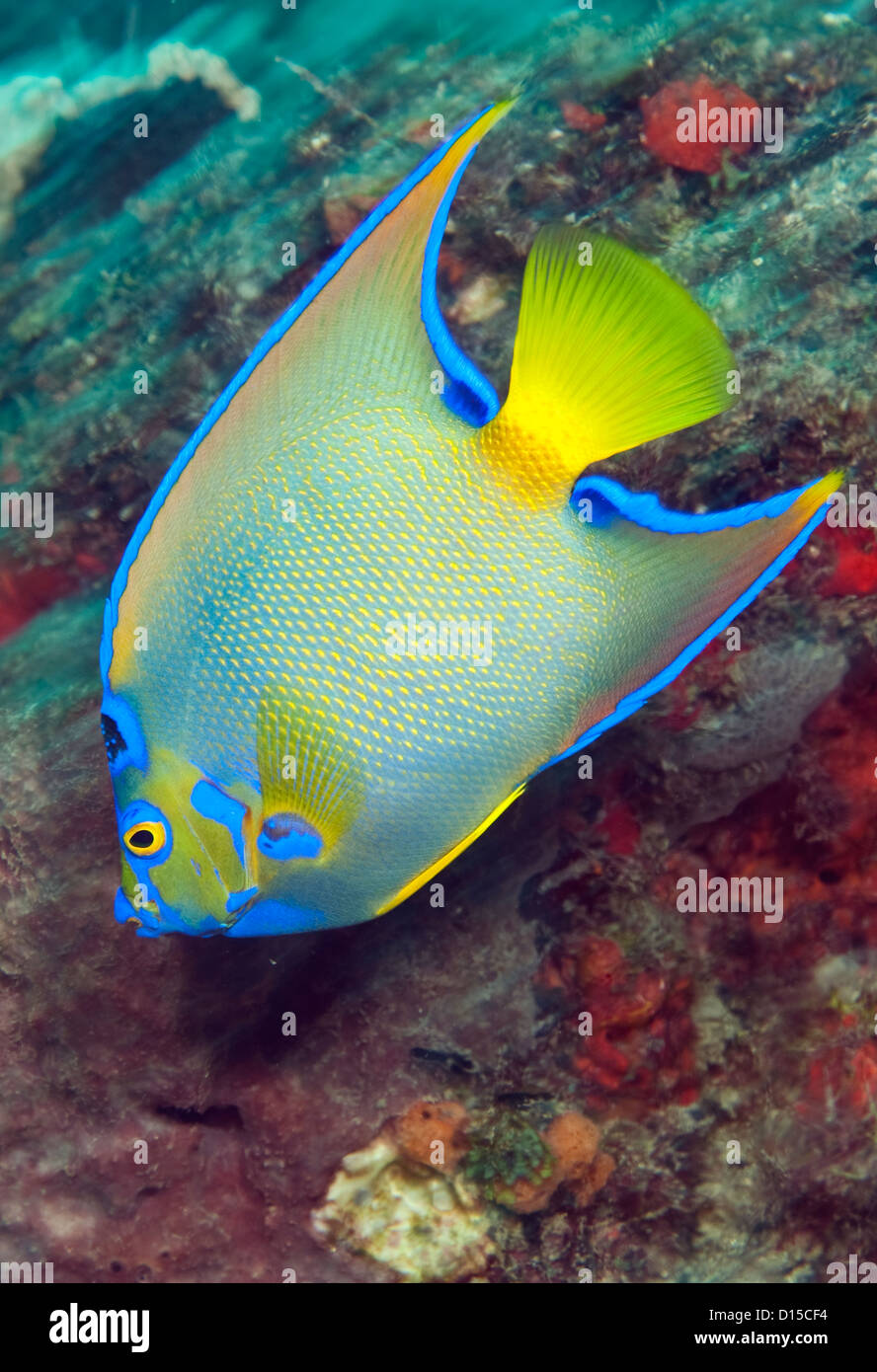 Queen Angelfish, Holacanthus ciliaris, photographed in the Breakers ...