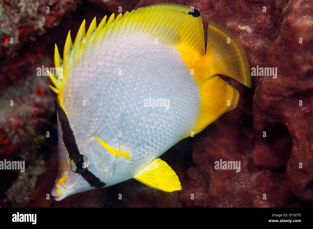A Spotfin butterflyfish, Chaetodon ocellatus, swims on a coral reef ...
