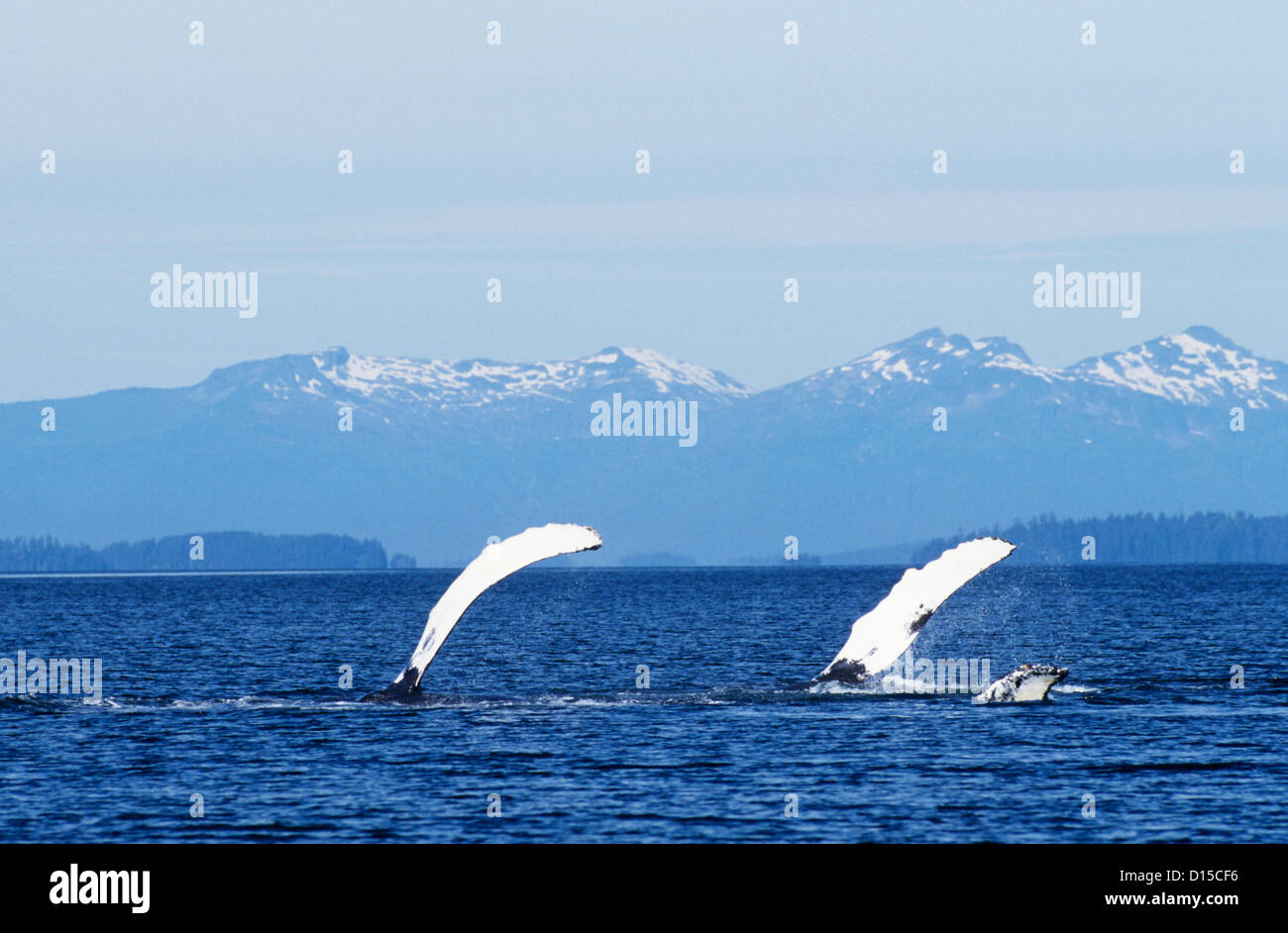 Alaska, Frederick Sound, Two Humpback Whales (Megaptera Novaeangliae ...