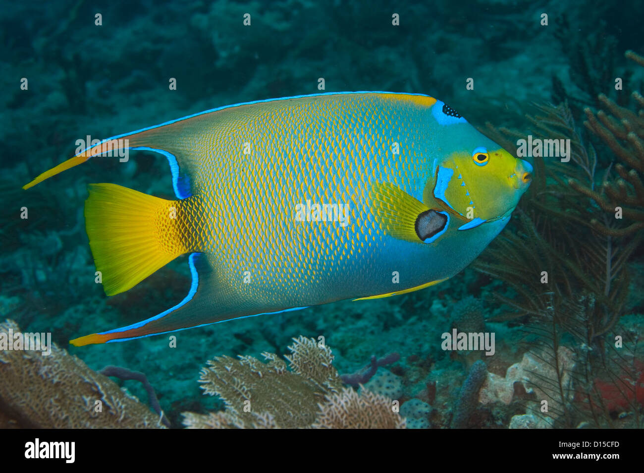 Queen Angelfish, Holacanthus ciliaris, photographed in the Breakers ...