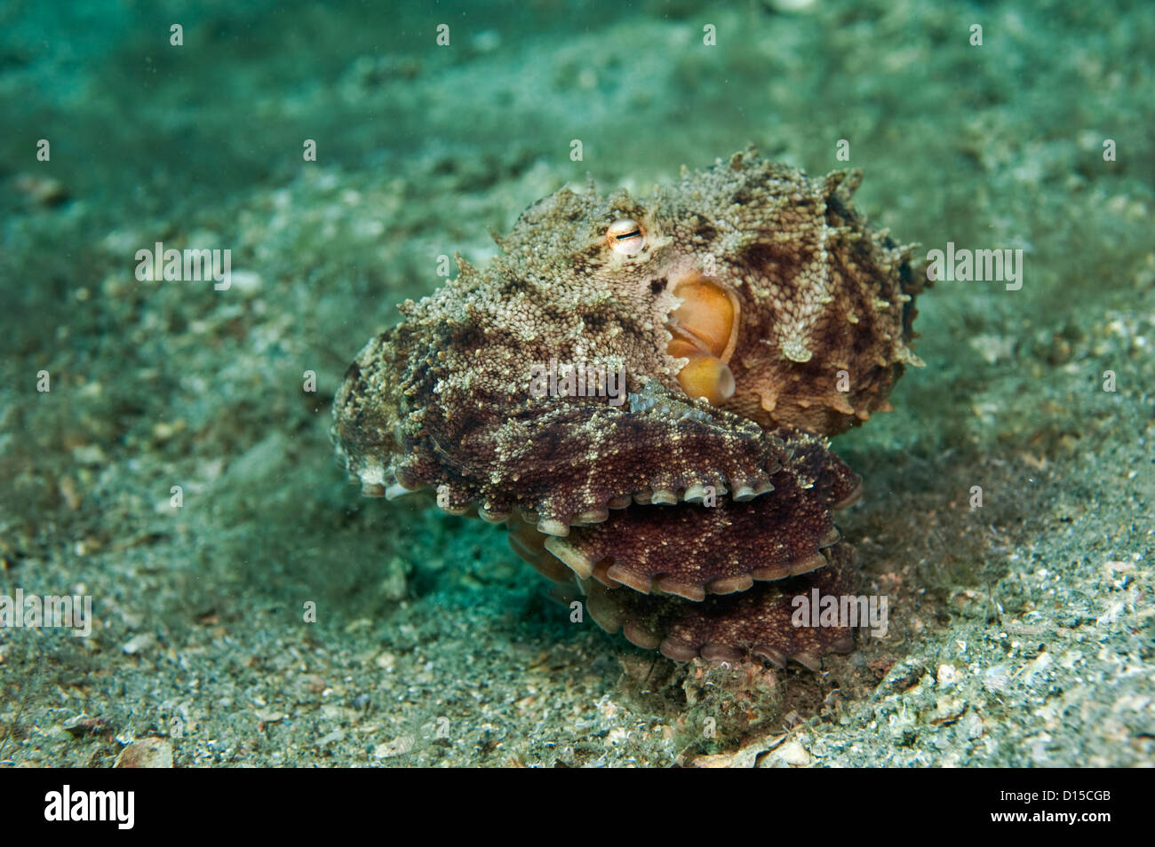 A Common Octopus, Octopus vulgaris, walks along the bottom of the Lake ...