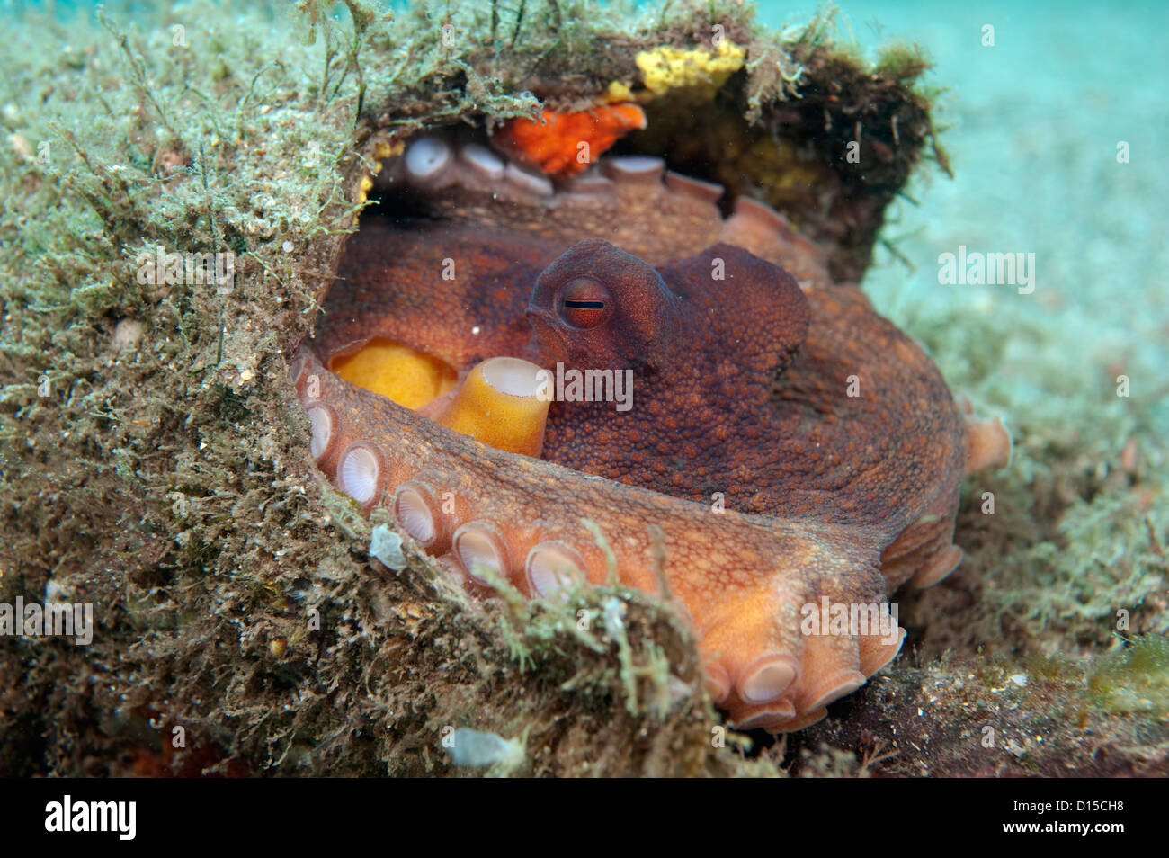 A Common Octopus, Octopus vulgaris, photographed on the bottom of the ...