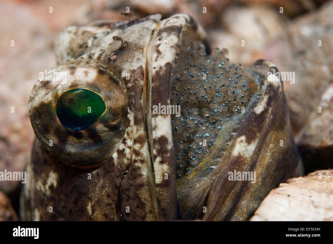 Male Banded Jawfish, Opistognathus macrognathus, incubating and ...
