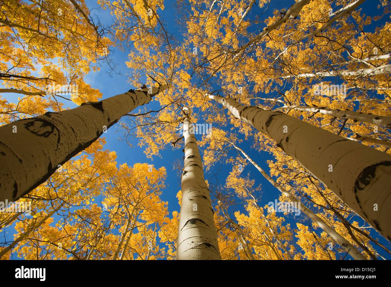 Colorado, Near Steamboat Springs, Buffalo Pass, Yellow Aspen Tree ...