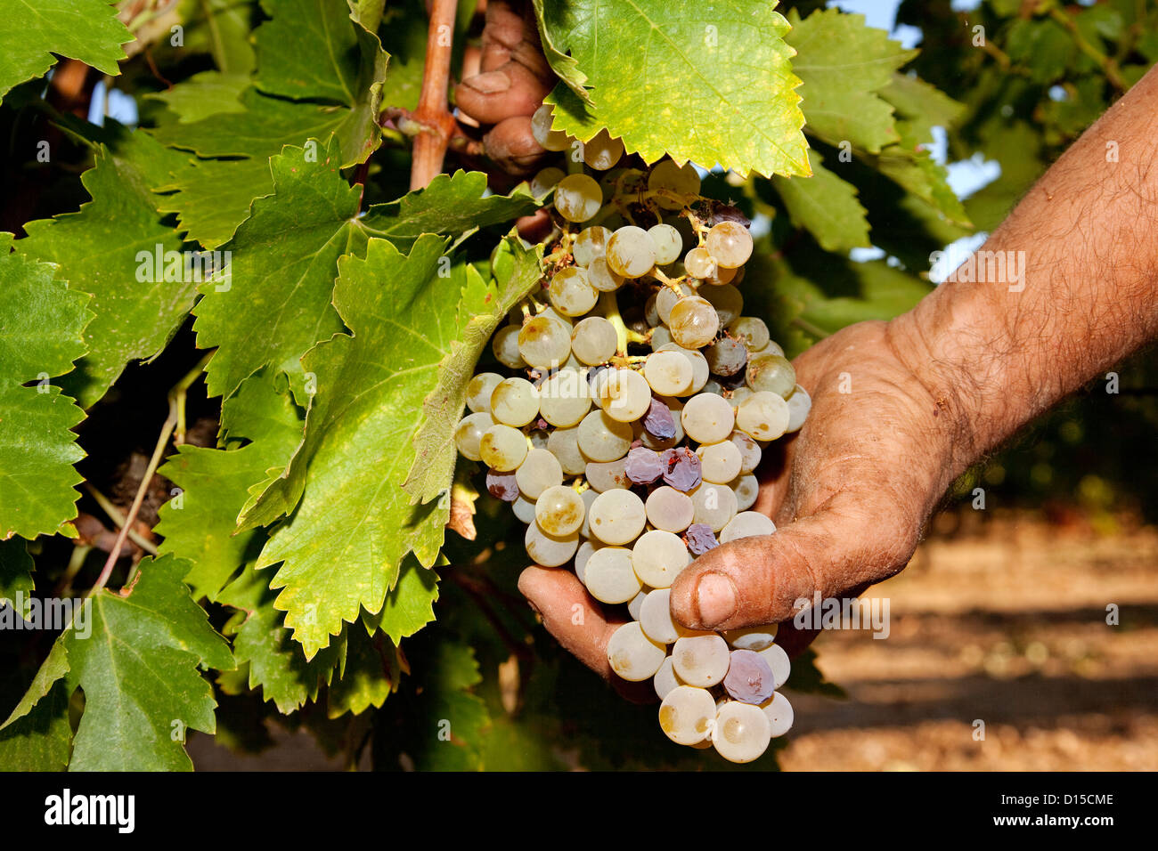Muscadine grape vintage Mollina Malaga Andalusia Spain Vendimia de uvas ...
