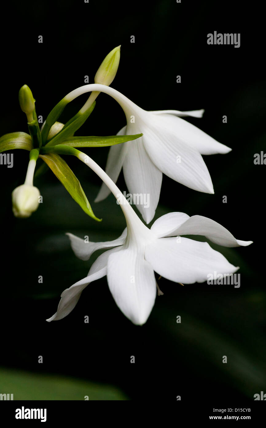 Amazon lily eucharis amazonica hi-res stock photography and images - Alamy