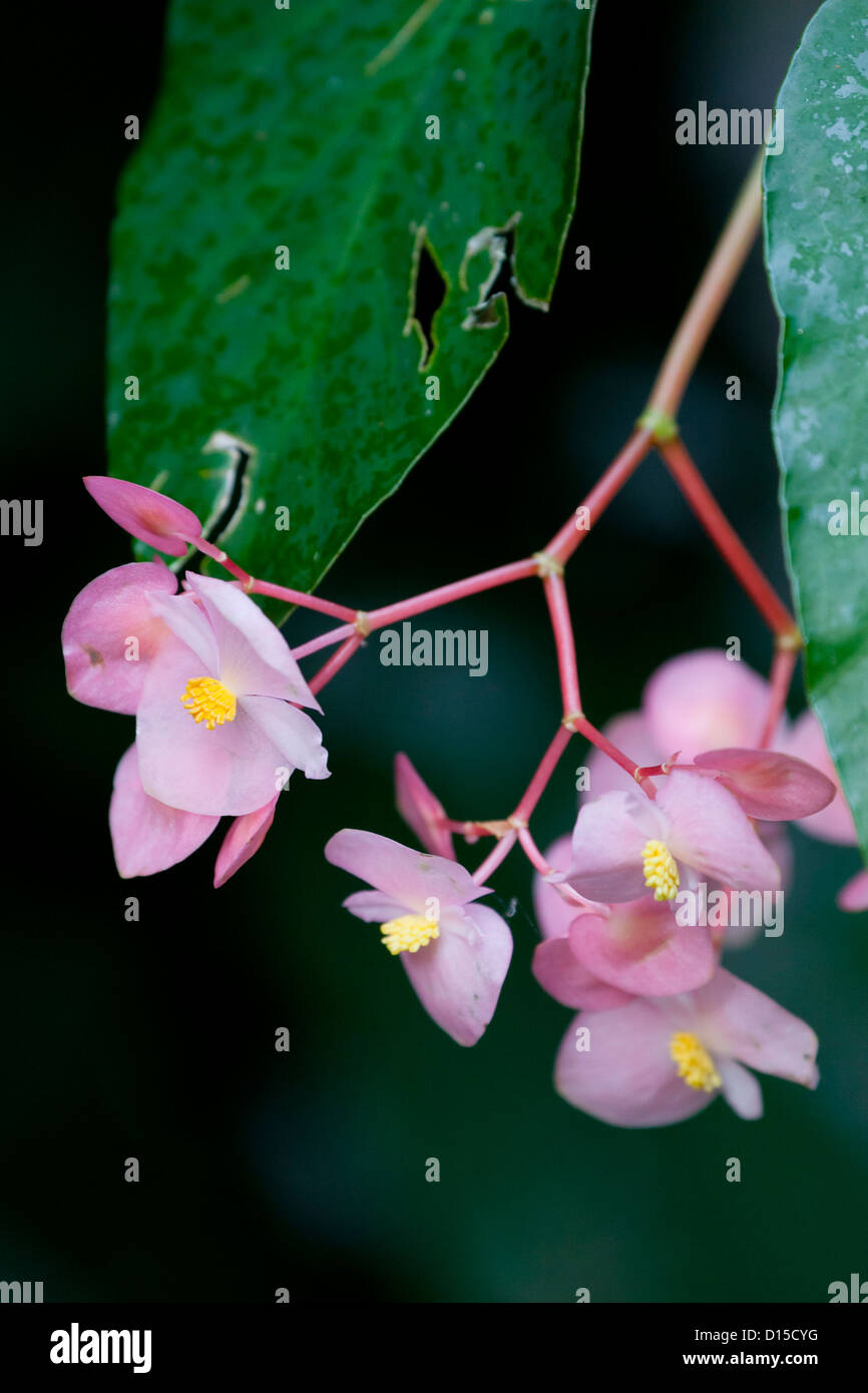 Angel wing hi-res stock photography and images - Alamy
