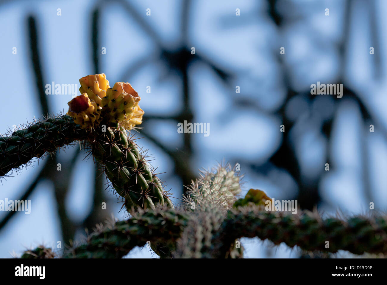 Flowering Chain-Link Cactus in a desert setting Stock Photo - Alamy