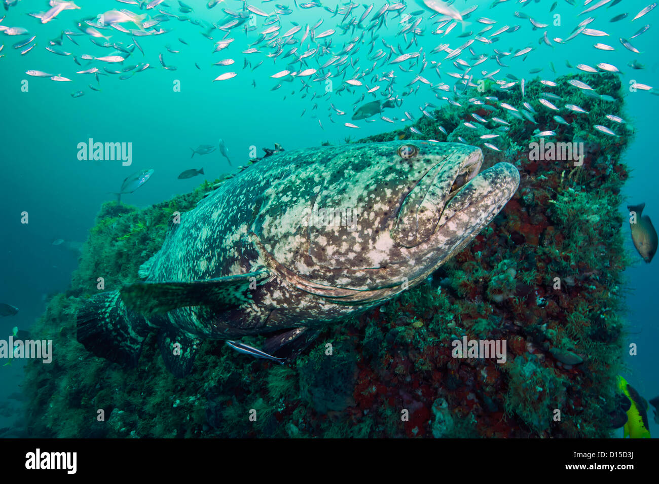 Goliath Grouper, Epinephelus itajara, and Cigar Minnows, Decapterus ...