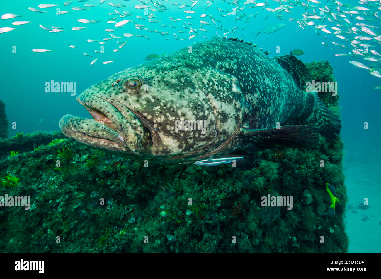 Goliath grouper epinephelus itajara in hi-res stock photography and ...