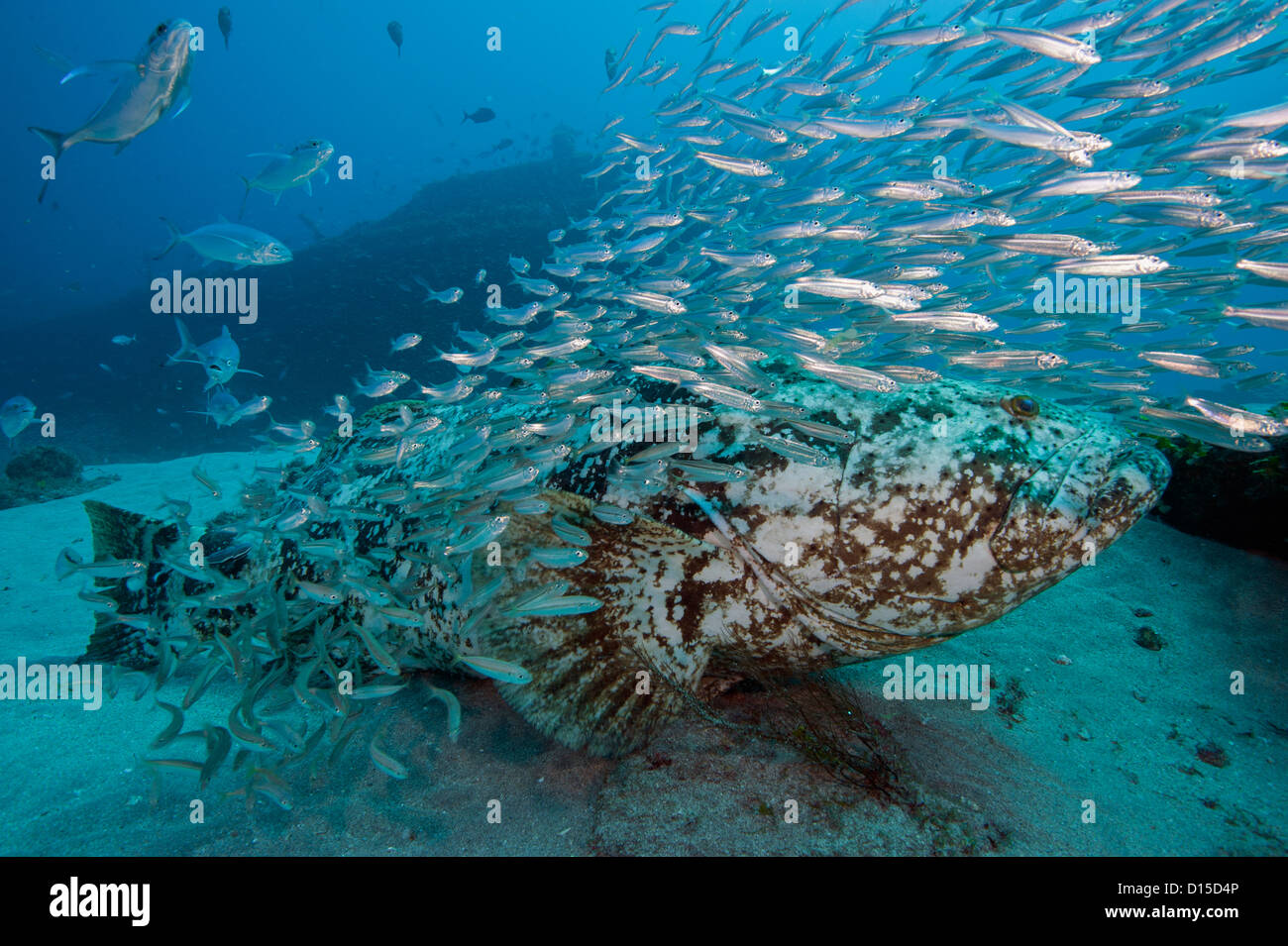 Goliath Grouper, Epinephelus itajara, and Cigar Minnows, Decapterus ...
