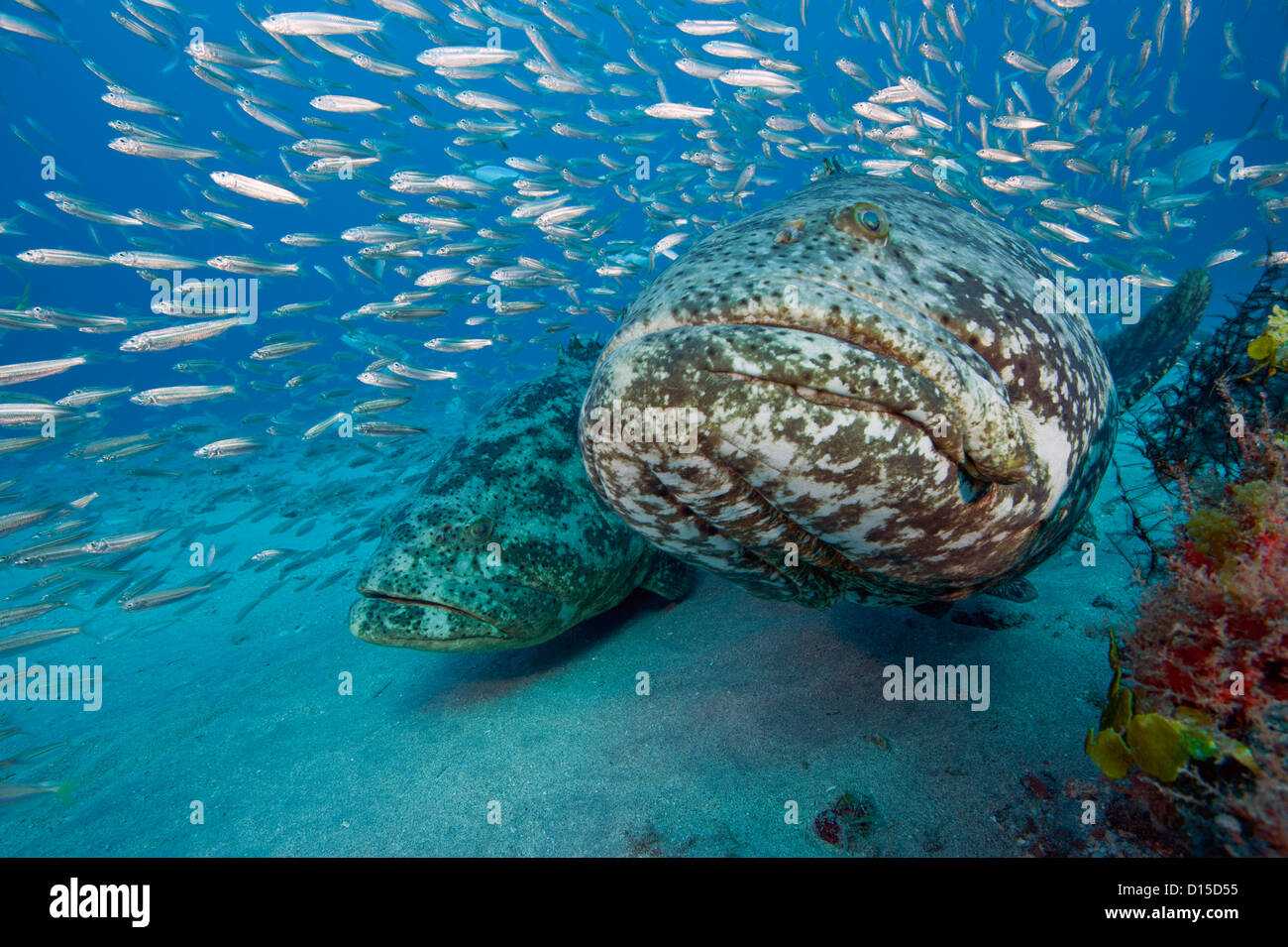 Goliath Grouper, Epinephelus itajara, and Cigar Minnows, Decapterus ...