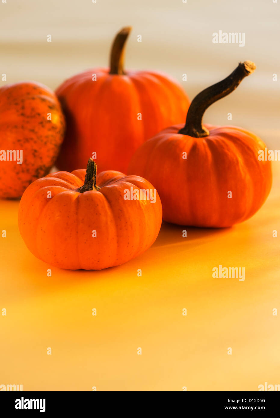 Pumpkin stem up close hi-res stock photography and images - Alamy