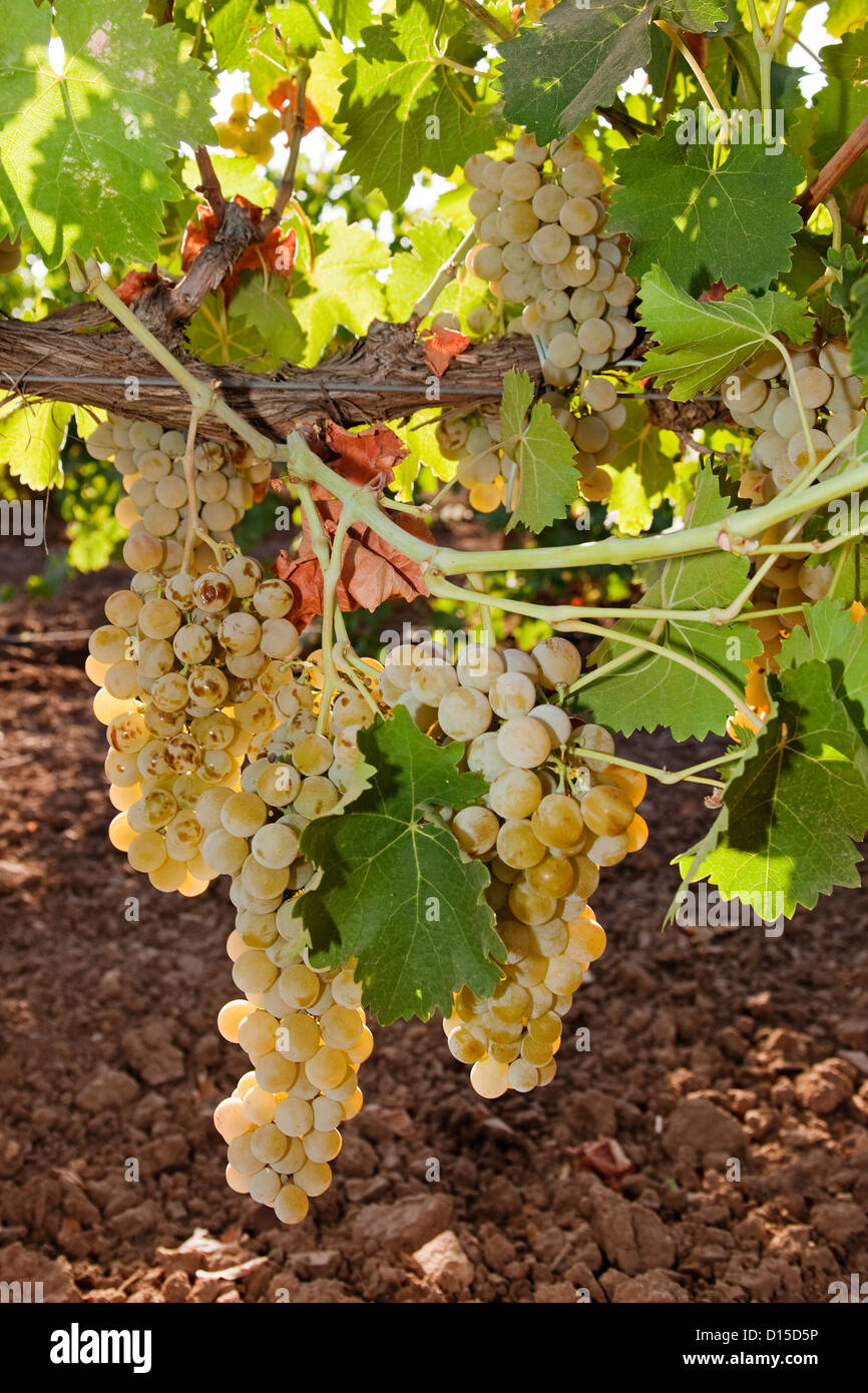 Muscadine grapes grape hi-res stock photography and images - Alamy