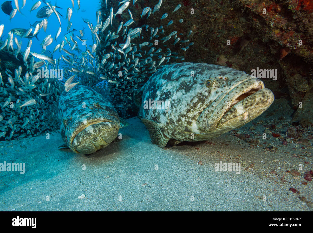 Goliath grouper epinephelus itajara in hi-res stock photography and ...