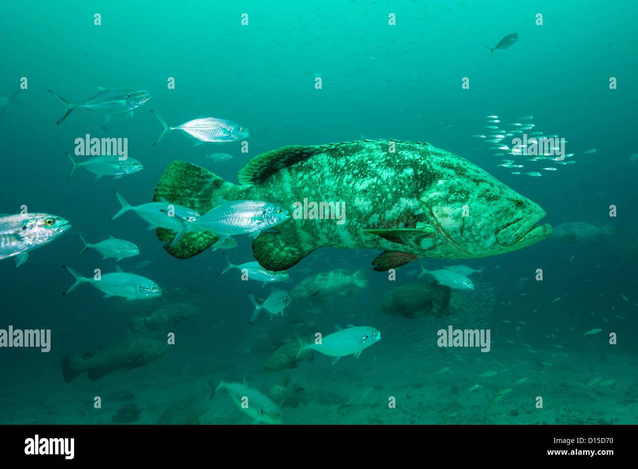 Goliath grouper epinephelus itajara in hi-res stock photography and ...
