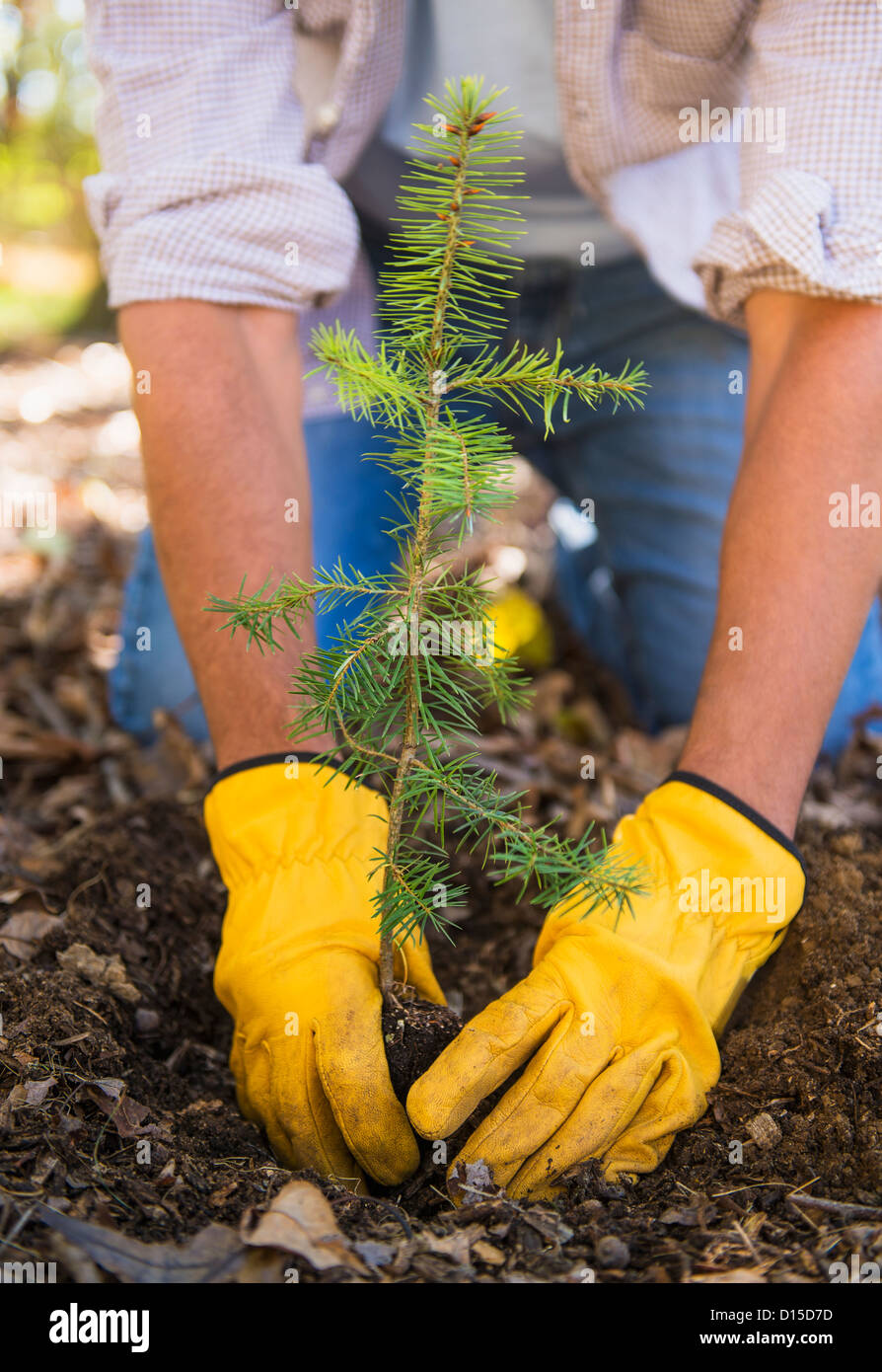 USA, New Jersey, Mendham, Man planting evergreen tree Stock Photo - Alamy