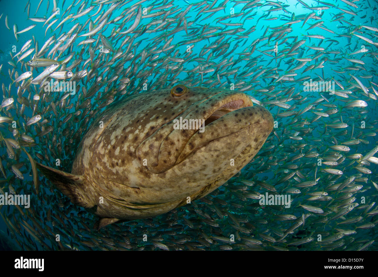 Goliath Grouper, Epinephelus itajara, and Cigar Minnows, Decapterus ...