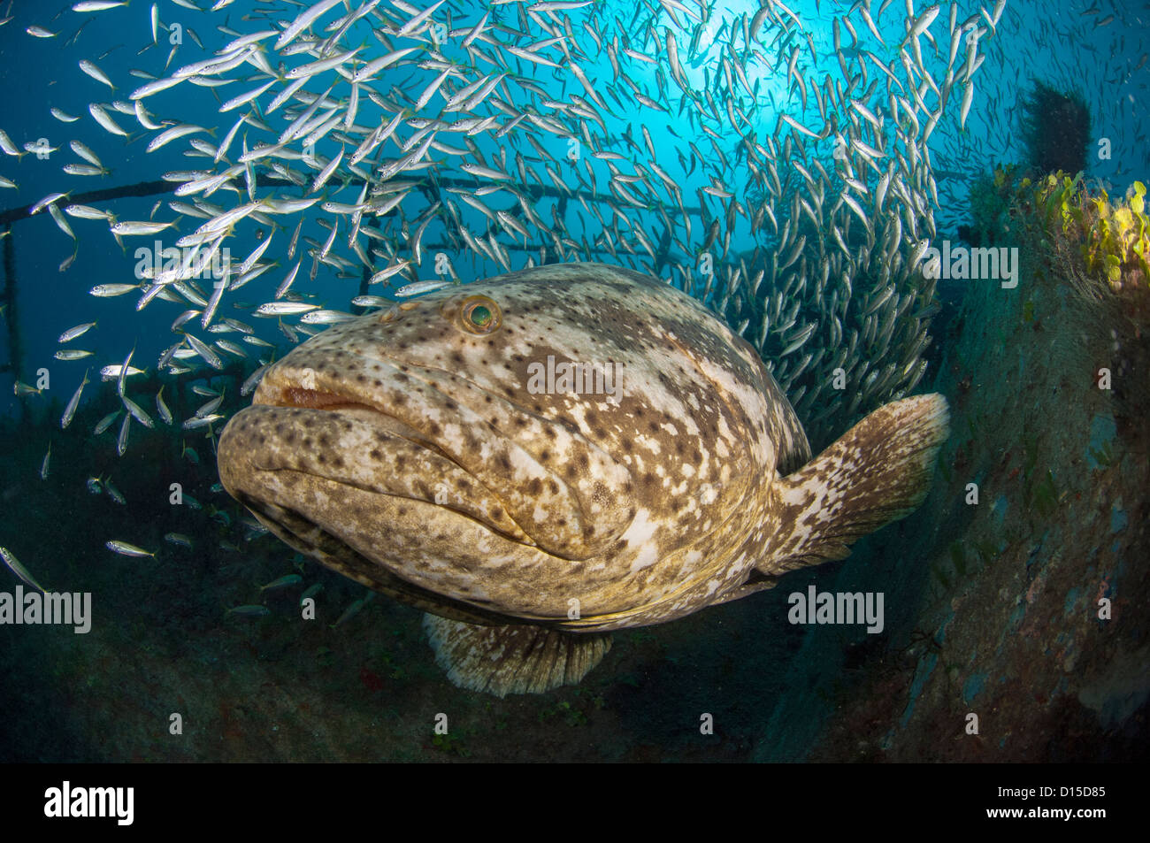 Goliath Grouper, Epinephelus itajara, and Cigar Minnows, Decapterus ...