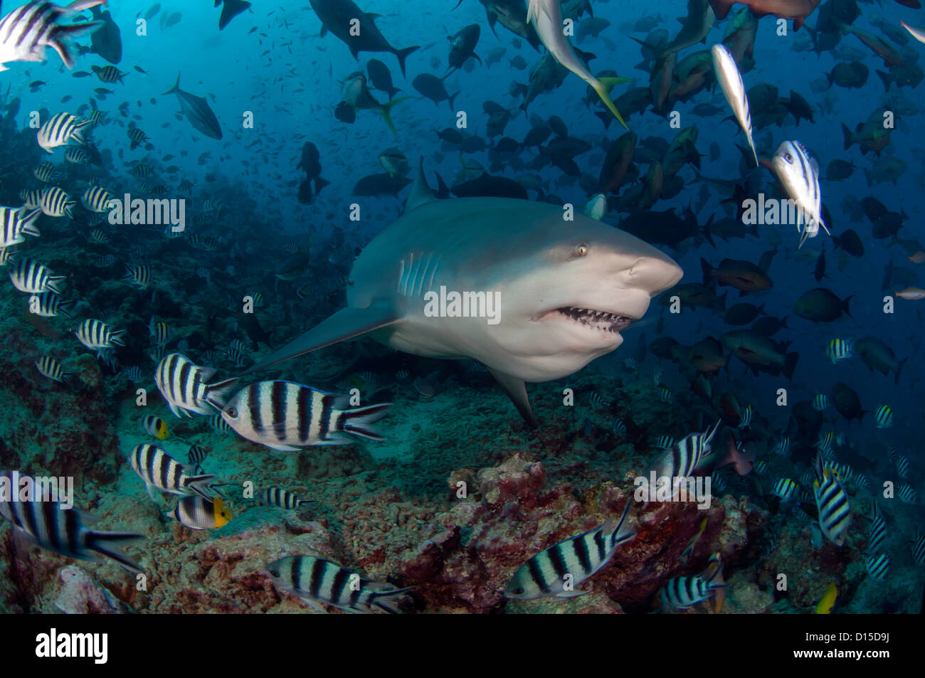 Carcharhinus Leucas High Resolution Stock Photography and Images - Alamy