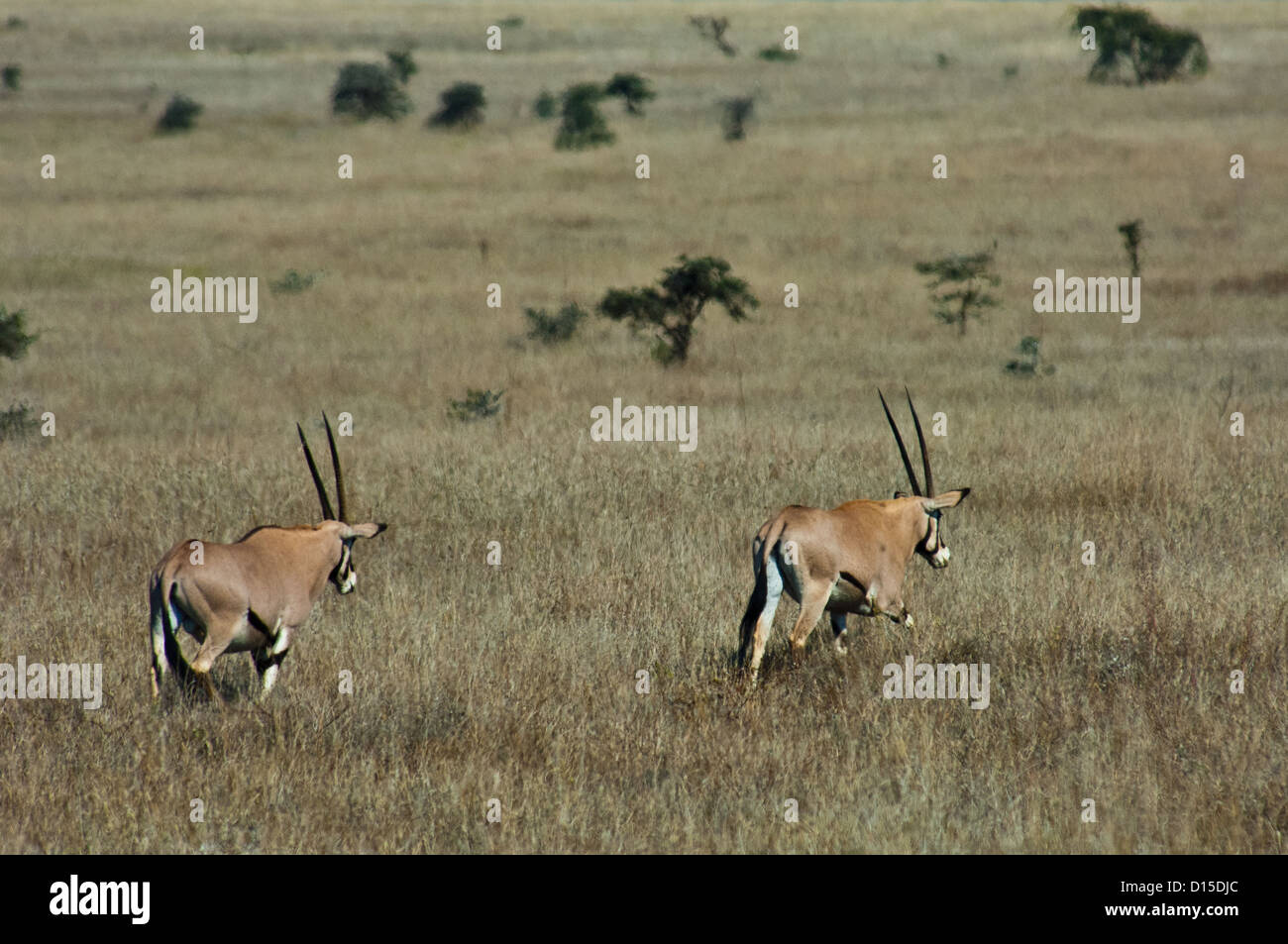 East African oryx (Oryx beisa) at Serengeti National Park Tanzania ...